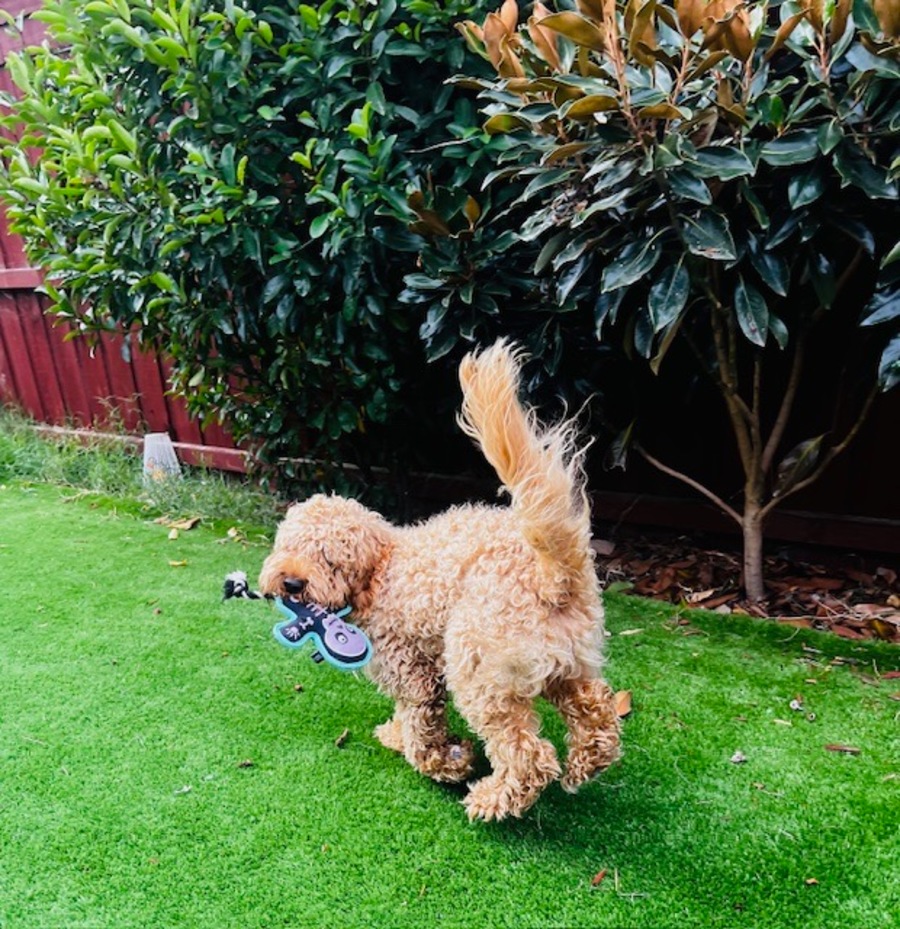 Cosmo Newhaven - Medium Male Cavalier King Charles Spaniel x Poodle ...