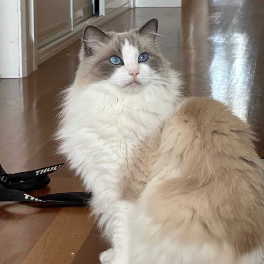 Peaches 🍑 - Assisted Rehome - Female Ragdoll Cat in NSW - PetRescue