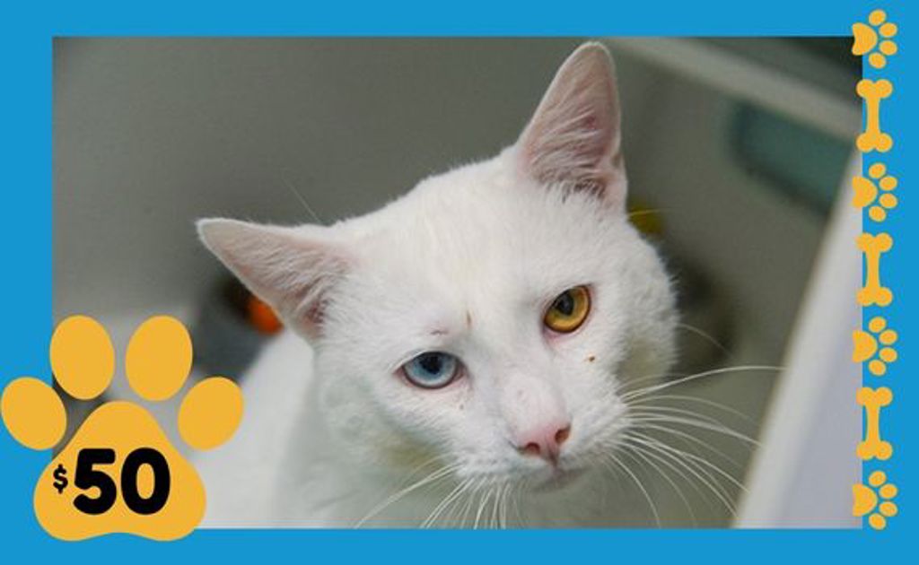 Romulus - Male Domestic Short Hair Mix Cat in VIC - PetRescue