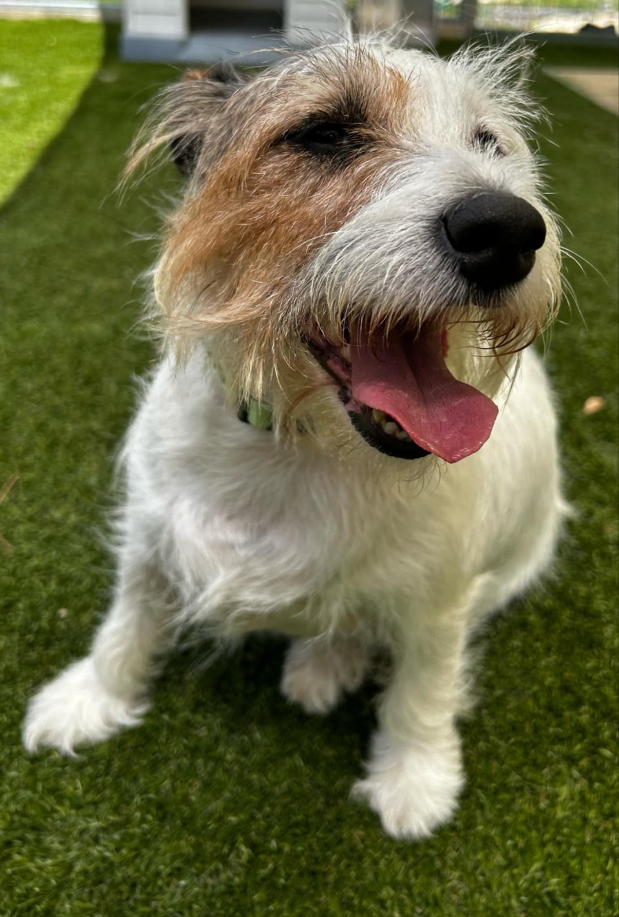 Dottie - Small Female Jack Russell Terrier Dog in NSW - PetRescue