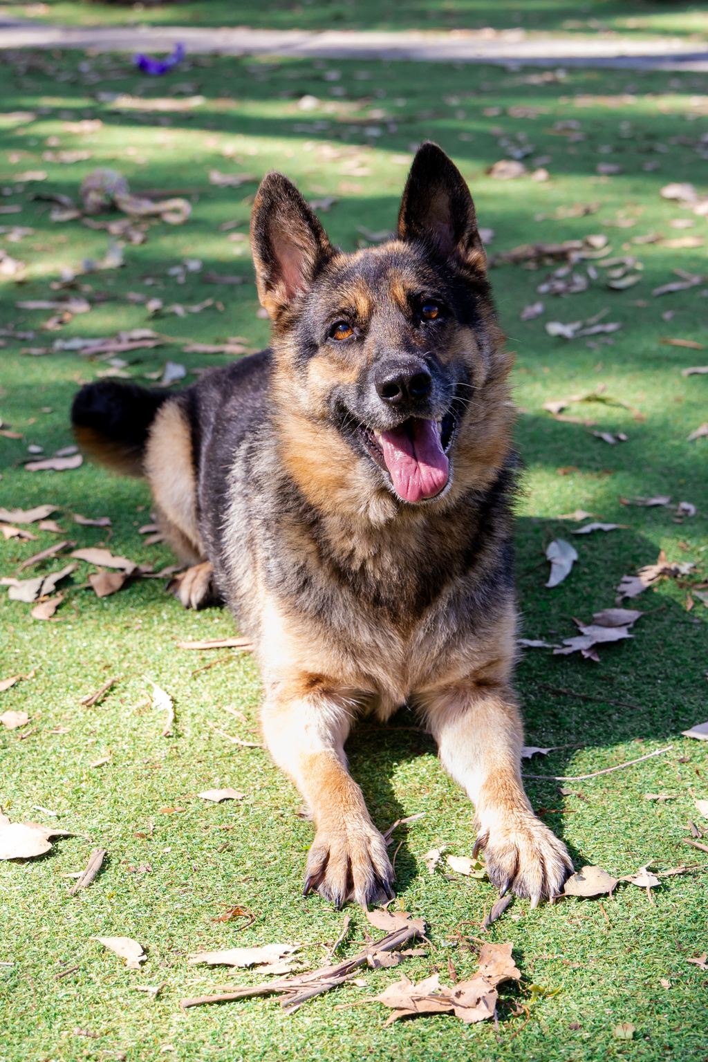 Casey - Medium Female German Shepherd Mix Dog in NSW - PetRescue