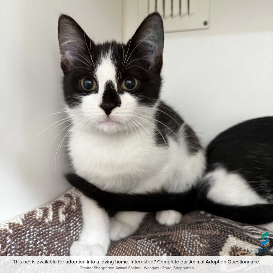 Grover - Male Domestic Short Hair (DSH) Cat in VIC - PetRescue