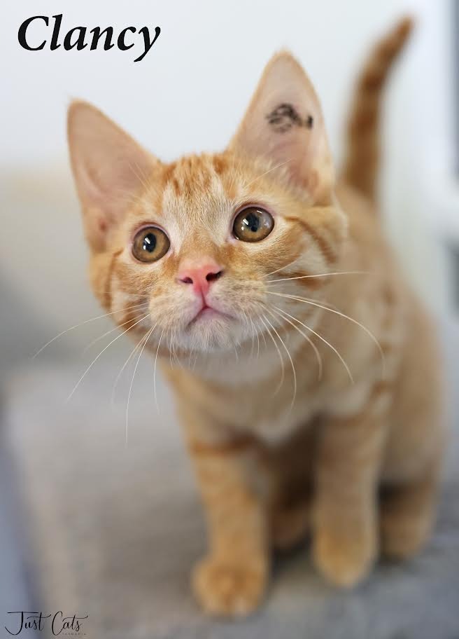 Clancy Wiggum - Male Domestic Short Hair (DSH) Mix Cat in TAS - PetRescue