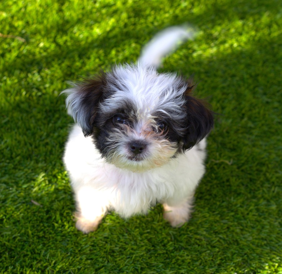 Millie - Small Female Maltese Mix Dog in QLD - PetRescue