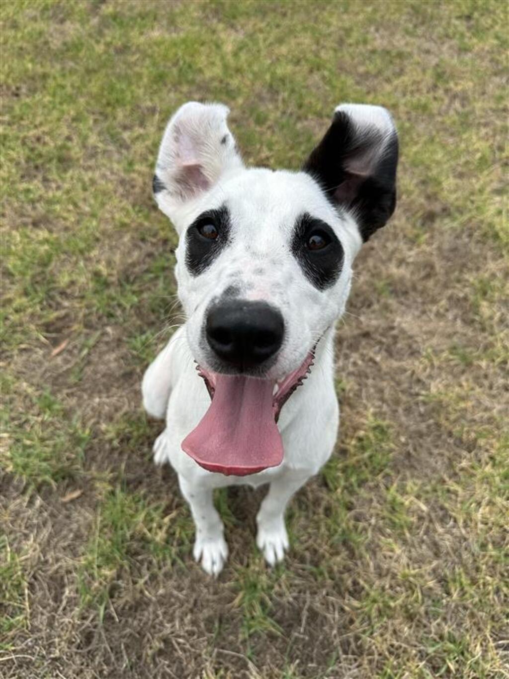 Panda - Medium Female Bull Arab x Whippet Mix Dog in VIC - PetRescue