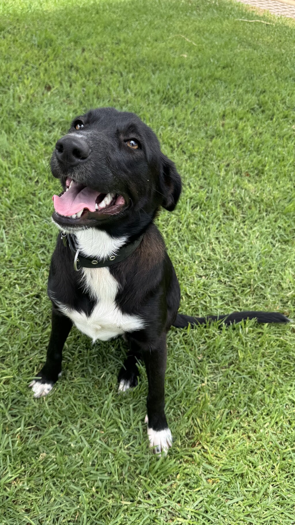 Tilly - Medium Female Border Collie x Kelpie Mix Dog in QLD - PetRescue