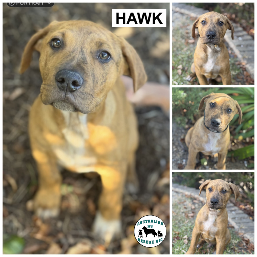 Hawk - Medium Male Labrador Retriever Mix Dog in VIC - PetRescue