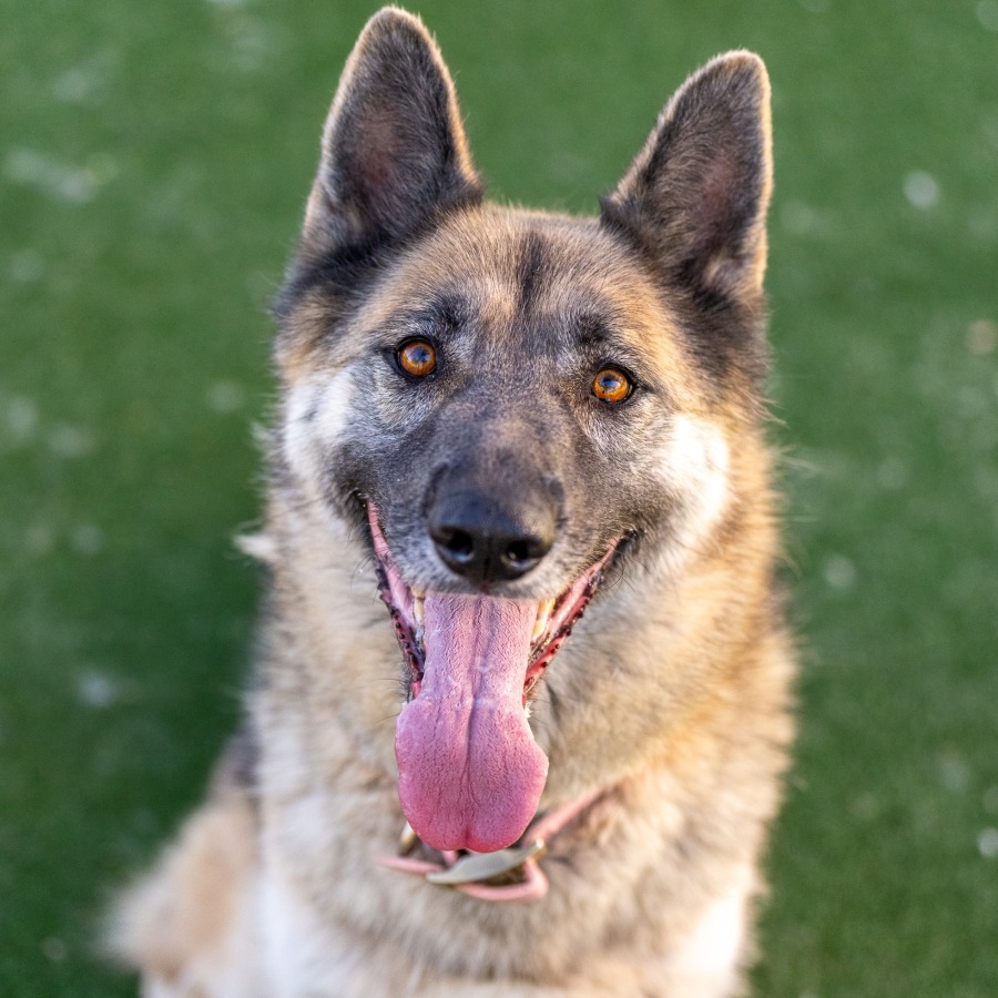Mooney imp 2584 - Large Female German Shepherd Dog Dog in NSW - PetRescue
