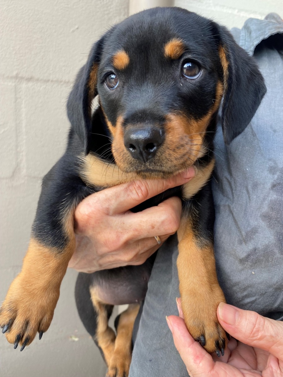 D1113 Reggie - Medium Male Rottweiler x Dachshund Mix Dog in NSW ...