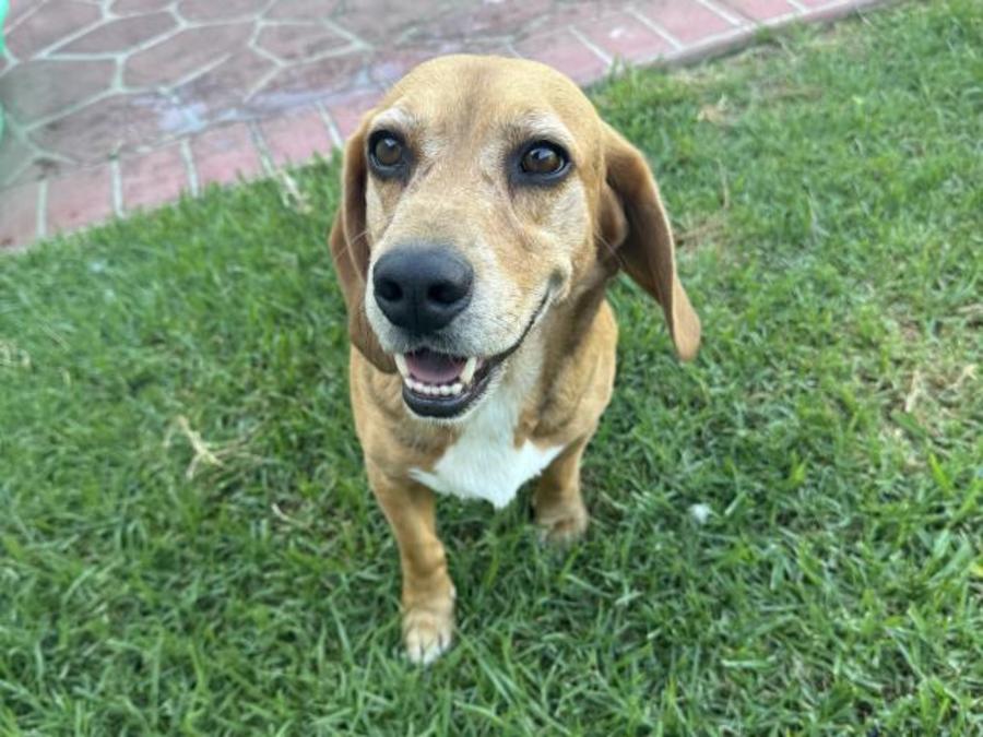 Kransky imp 347 - Medium Male Beagle Dog in NSW - PetRescue
