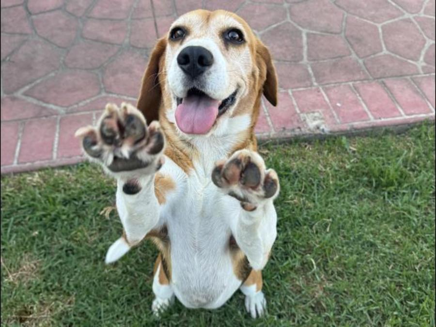 Cardi B imp 348 - Medium Female Beagle Dog in NSW - PetRescue