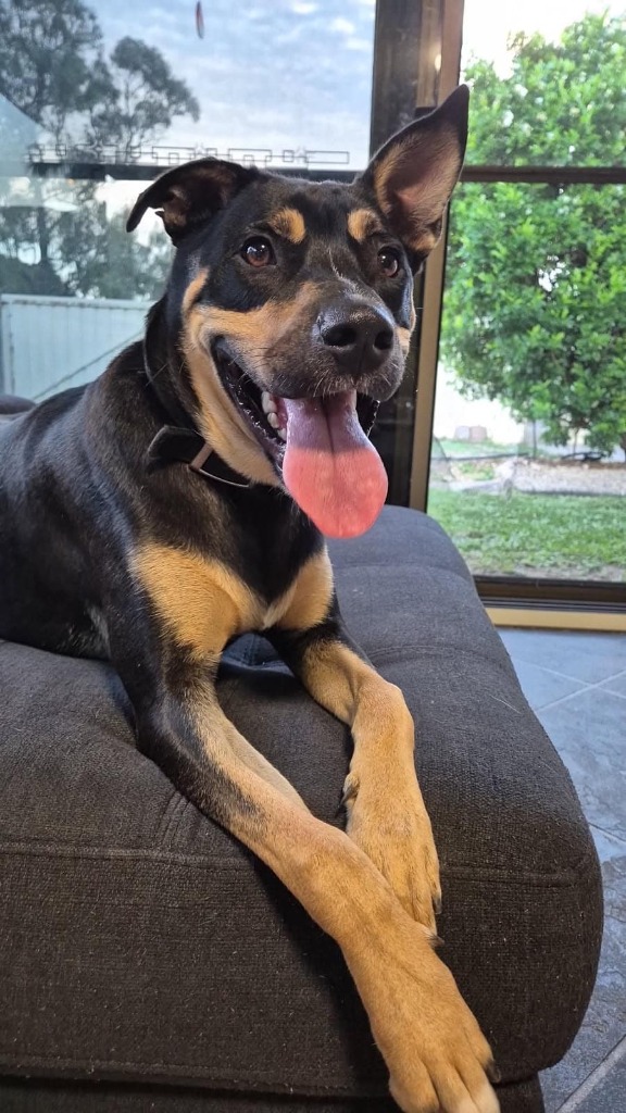 Connor - Medium Male Staffordshire Bull Terrier x Mixed Breed x Mixed ...