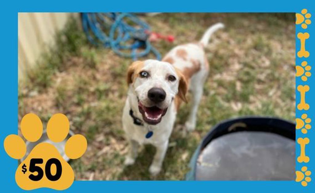 Biscoff - Medium Male Beagle Mix Dog in VIC - PetRescue