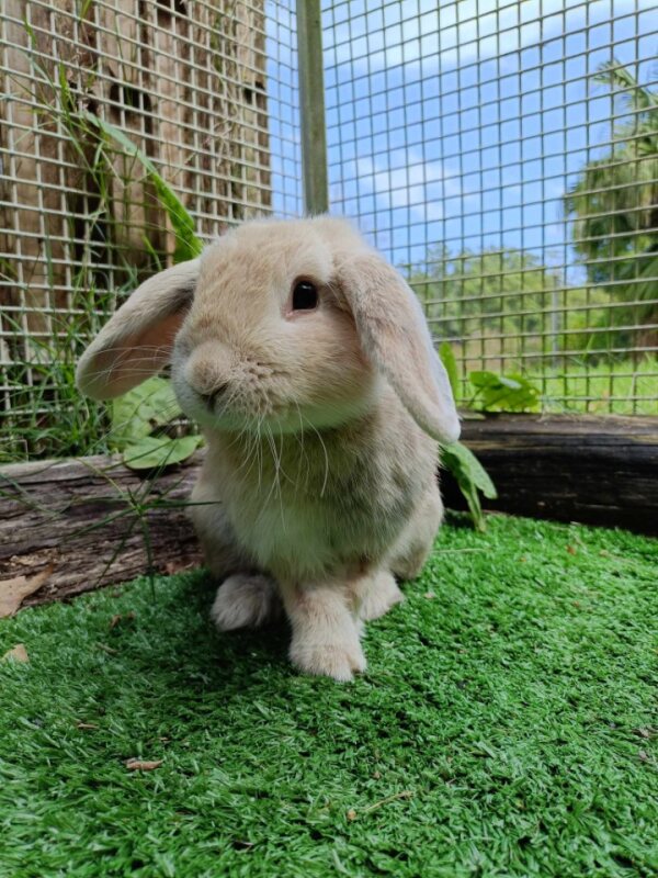 Peanut - Male Lop Eared Rabbit in NSW - PetRescue