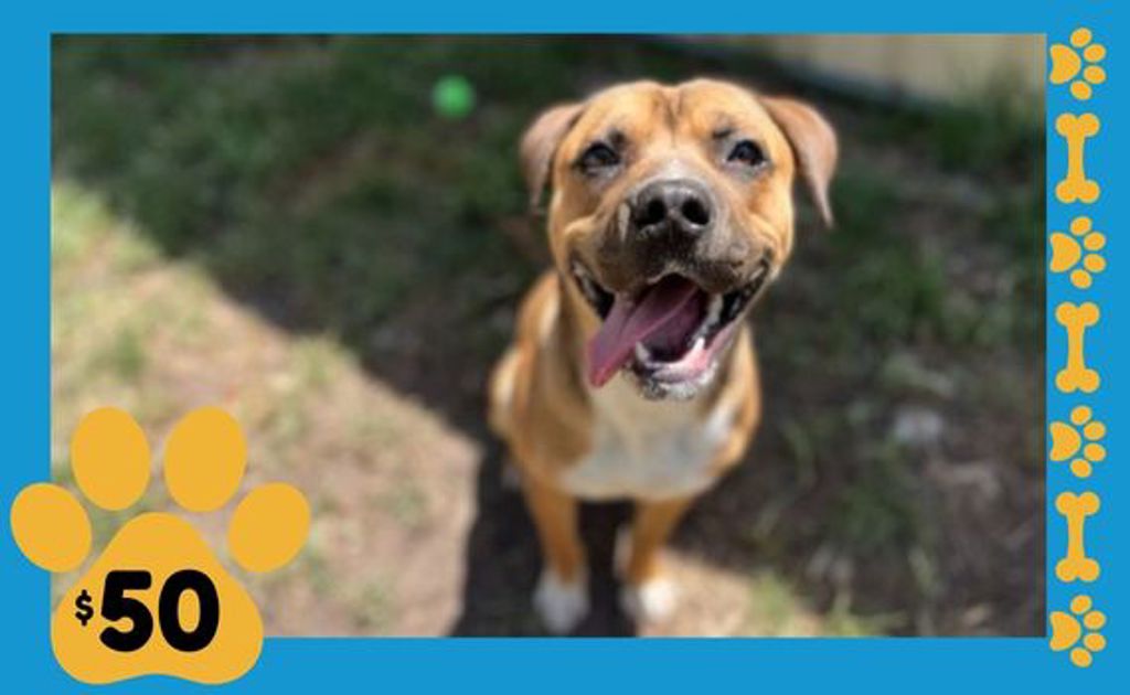 Droolius Caesar - Medium Male Labrador x Staffy Mix Dog in VIC - PetRescue