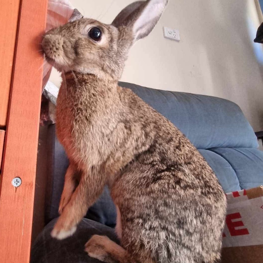 The Rabbit Sanctuary - PetRescue