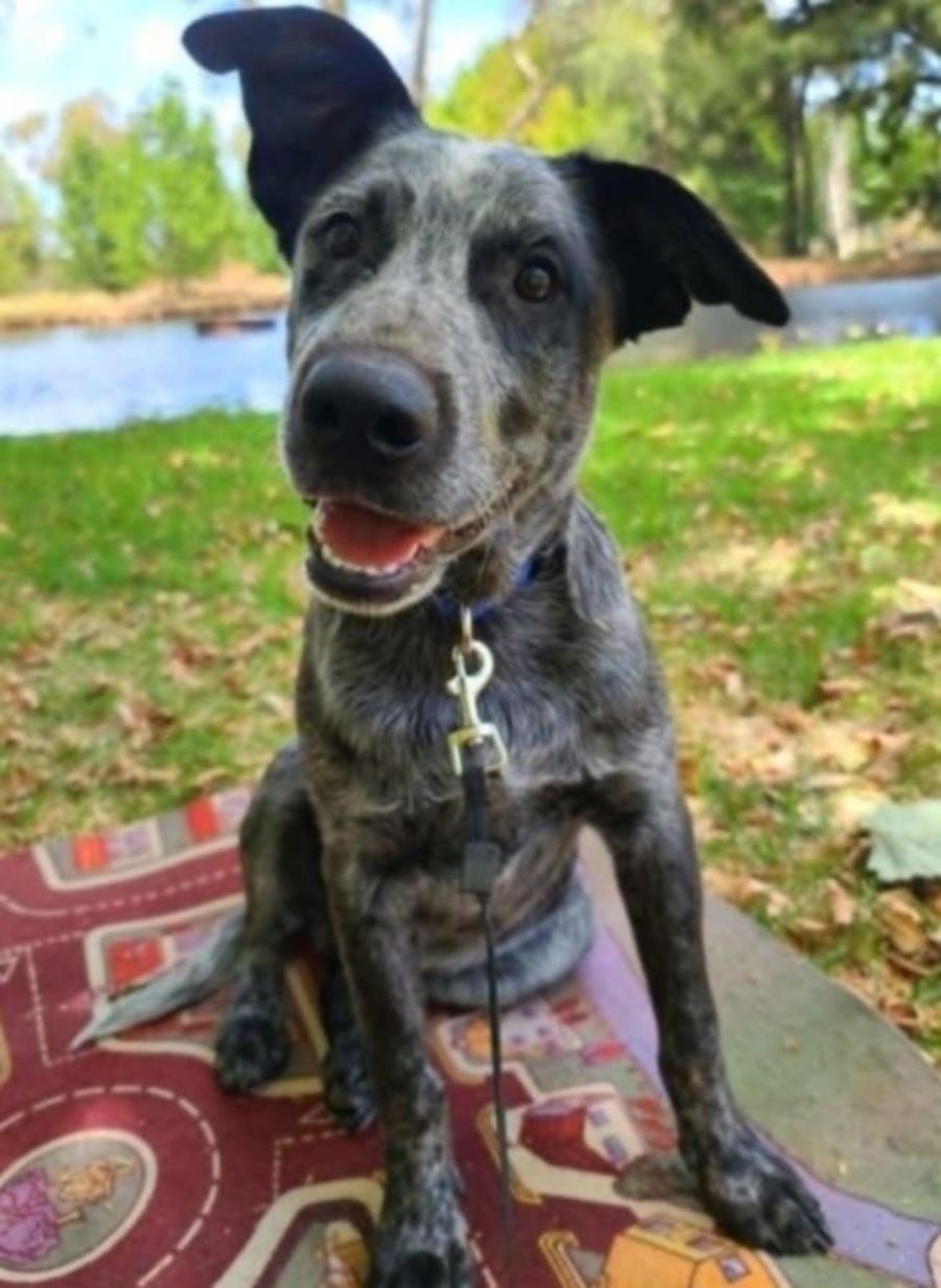 Wesson - Medium Male Australian Cattle Dog Mix Dog in VIC - PetRescue