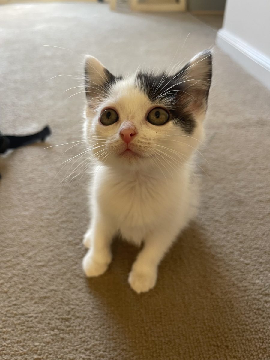 Millie - Female Domestic Short Hair (DSH) Cat in NSW - PetRescue