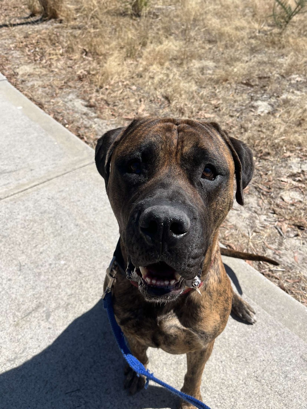 Noddy - Large Male Bull Mastiff Mix Dog in WA - PetRescue