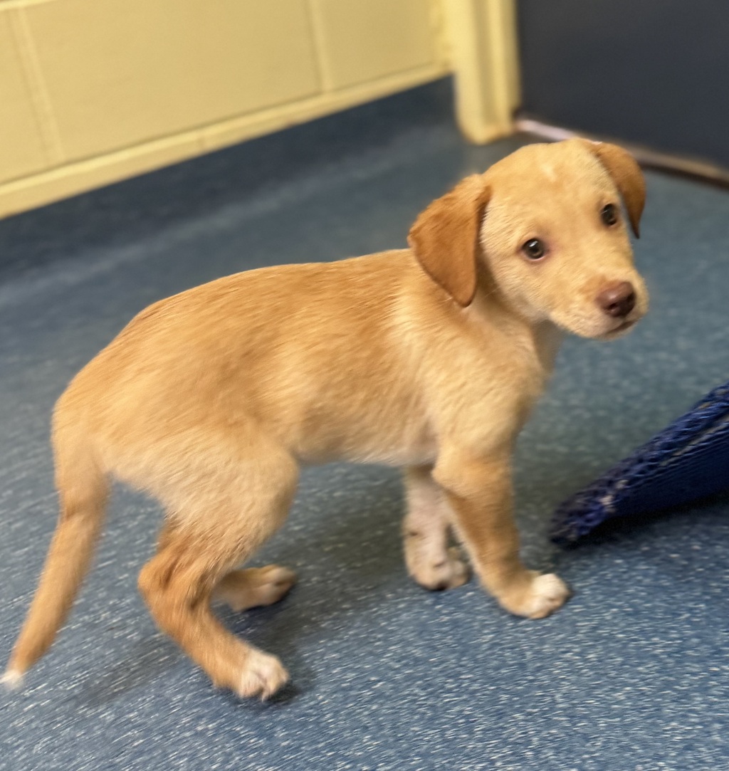 Diesel - Medium Male Kelpie x Labrador Retriever Mix Dog in QLD - PetRescue