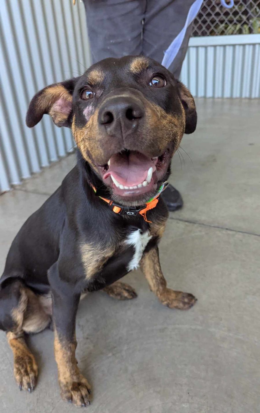 Dobbie - Medium Male Dobermann Mix Dog in NSW - PetRescue