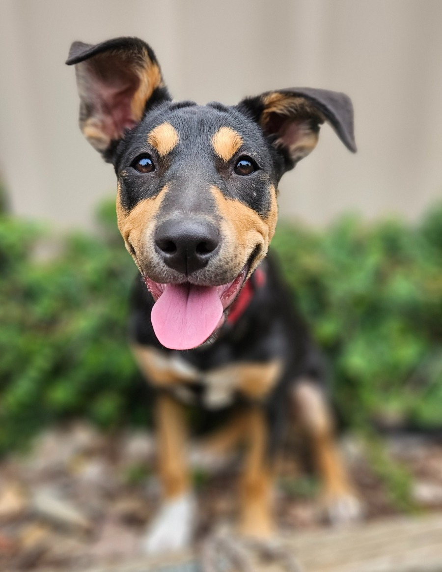 Bounce - Medium Female Australian Kelpie Dog in NSW - PetRescue