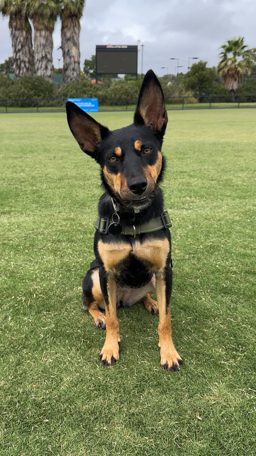 Cobi - Medium Female Australian Kelpie Dog in VIC - PetRescue