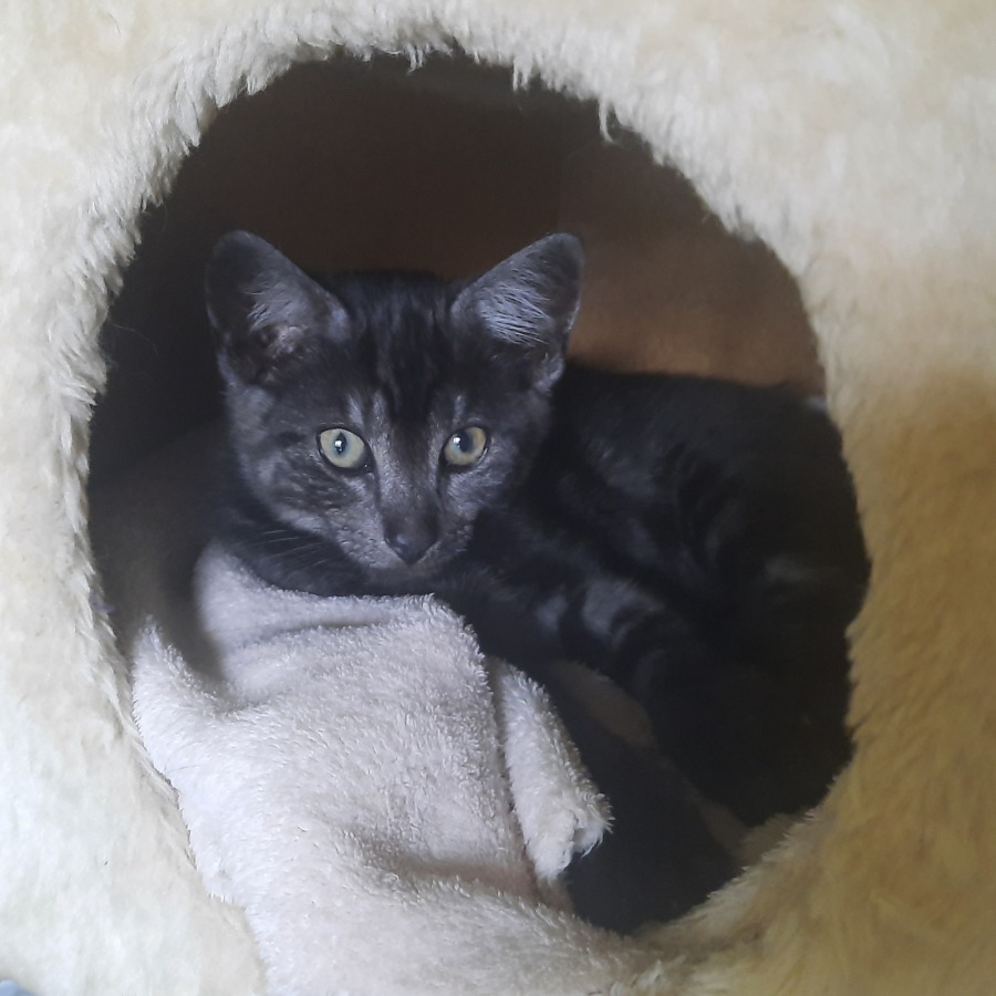 Odon - Located in Albert Park - Male Domestic Short Hair (DSH) Cat in ...