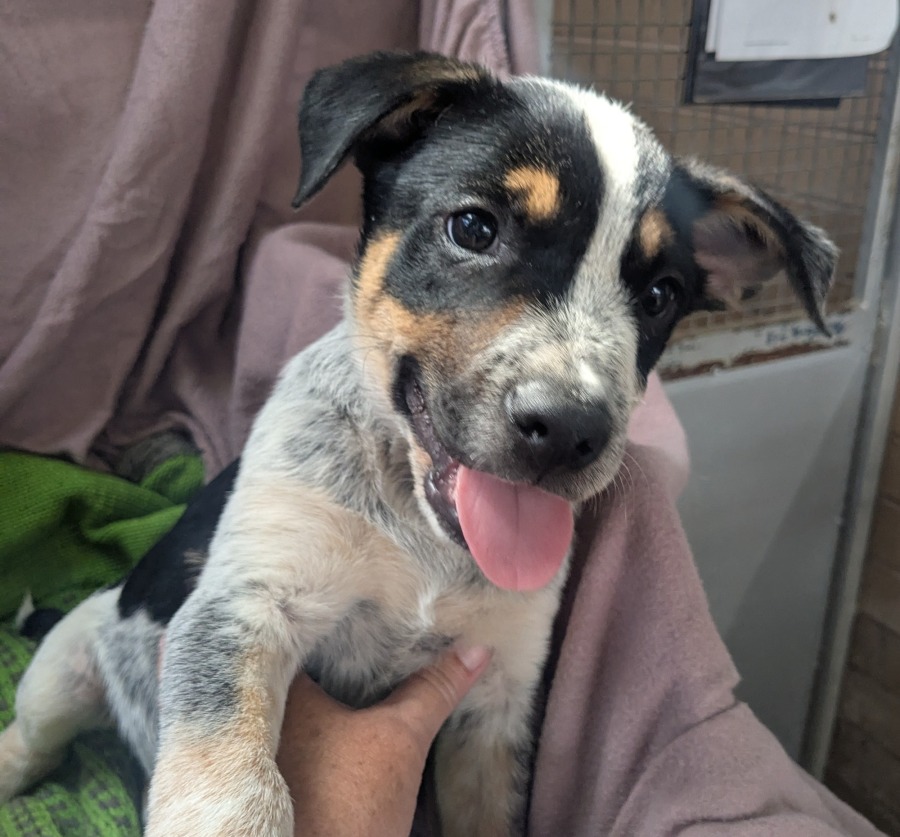 Goblin - Medium Male Australian Cattle Dog x Border Collie x Australian Kelpie Mix Dog in VIC ...