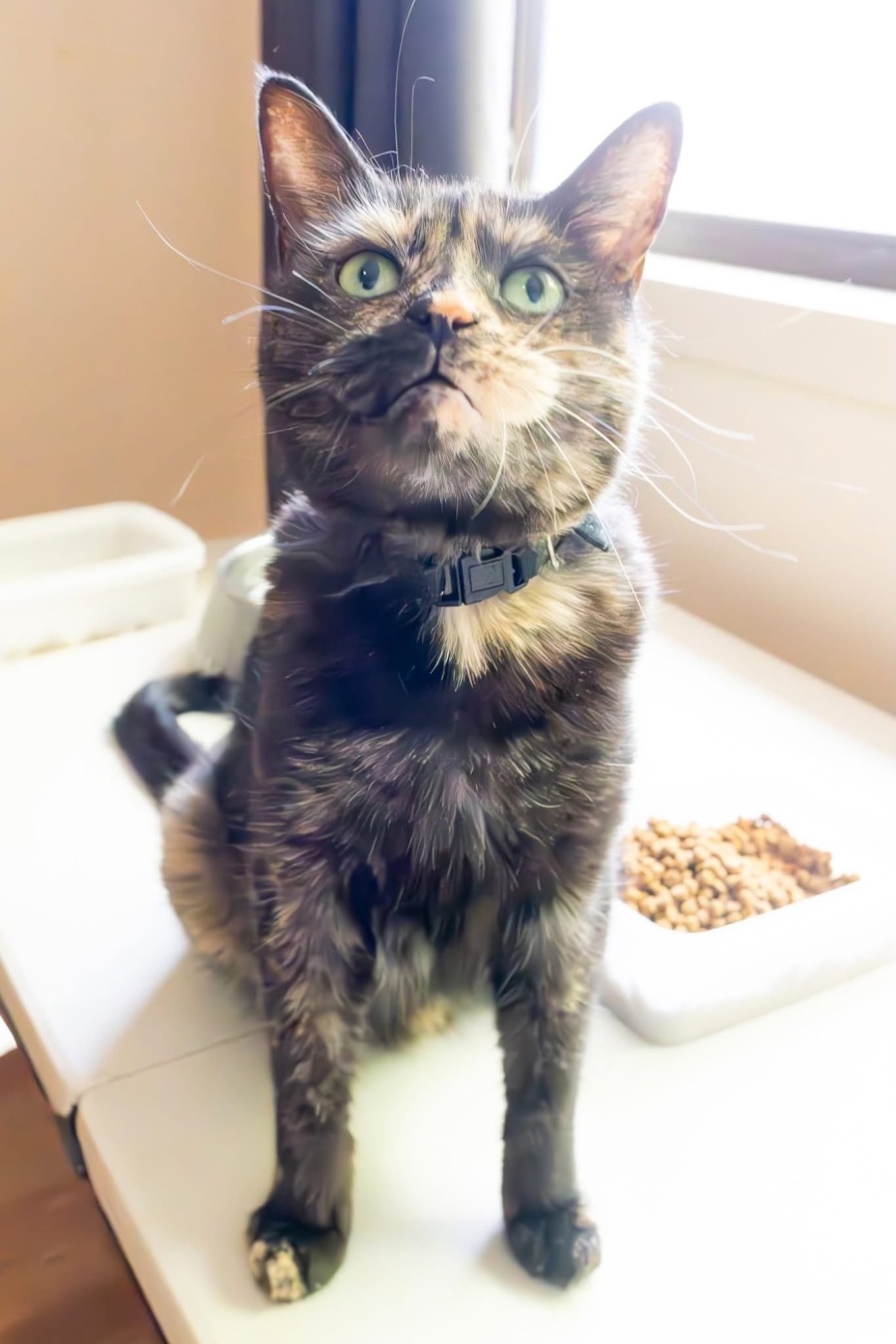 Tizzy - Female Domestic Short Hair (DSH) Cat in VIC - PetRescue