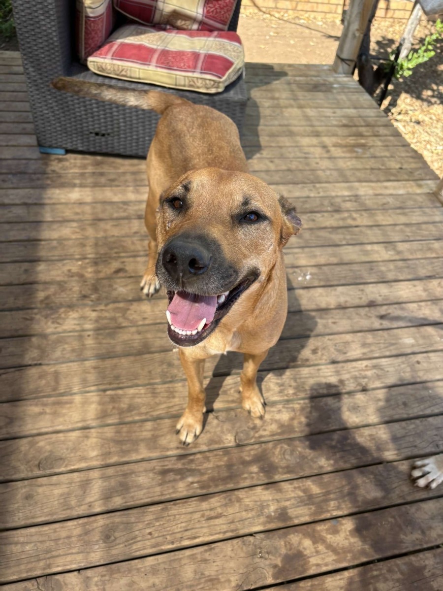 Jiya - Medium Female Staffordshire Bull Terrier x Rhodesian Ridgeback ...