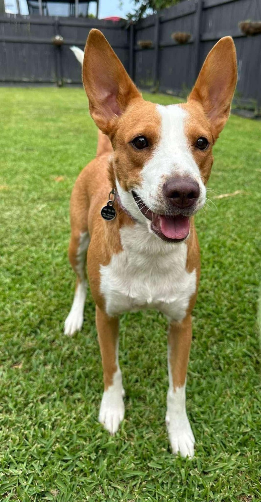 Ginger - Medium Female Welsh Corgi (Cardigan) Mix Dog in QLD - PetRescue