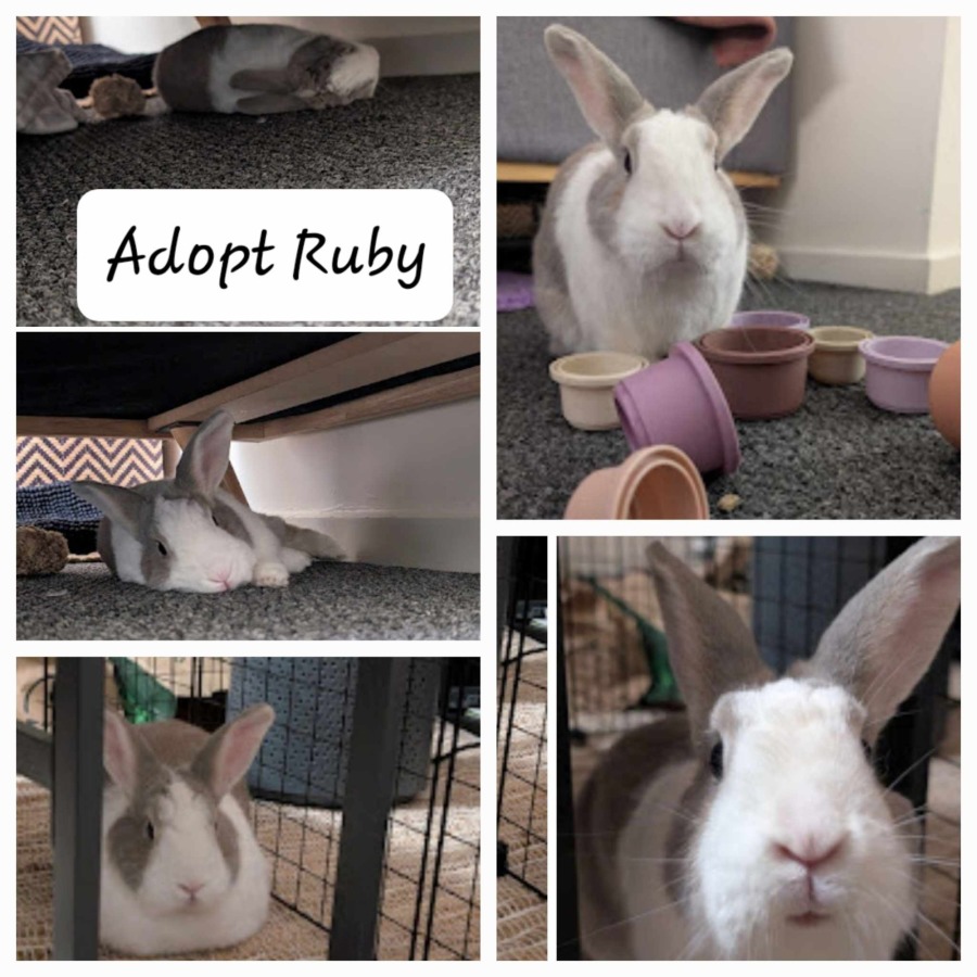 Ruby - Female Dutch Mix Rabbit in VIC - PetRescue