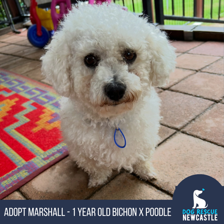 Marshall - 1 Year Old Bichon x Poodle - Small Male Bichon Frise x ...