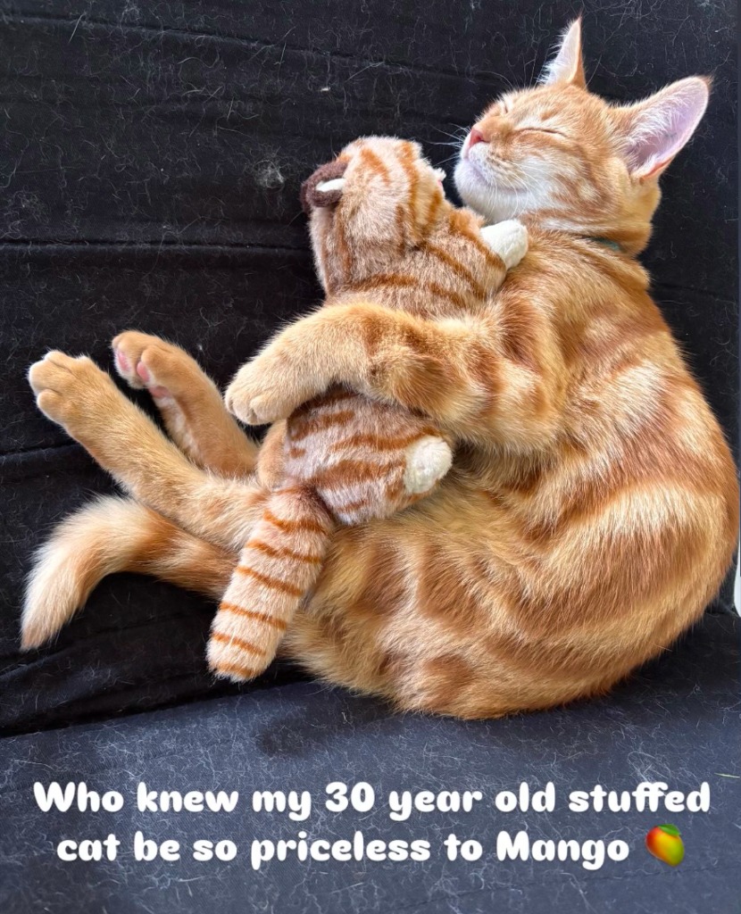 Mango Kitten - Male Domestic Short Hair (DSH) Mix Cat in VIC - PetRescue