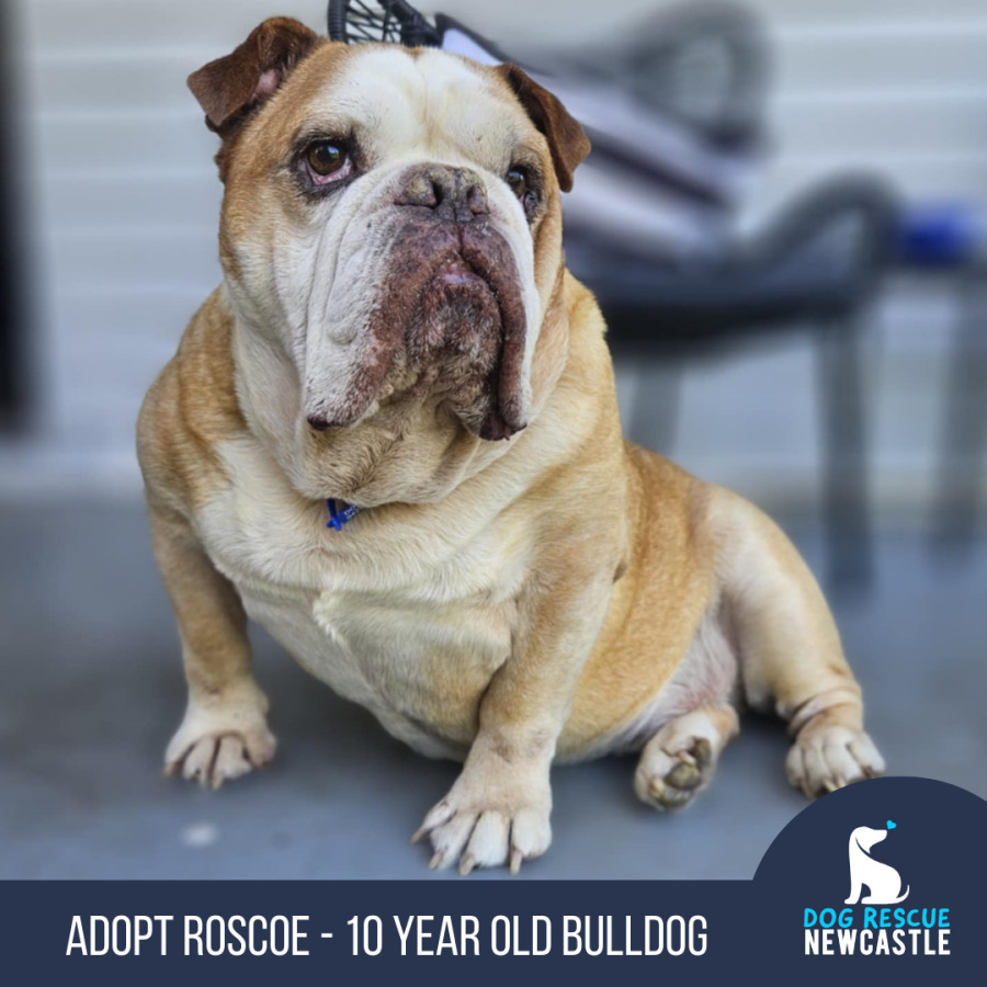 Roscoe - 10 Year Old Bulldog - Medium Male British Bulldog Dog in NSW - PetRescue