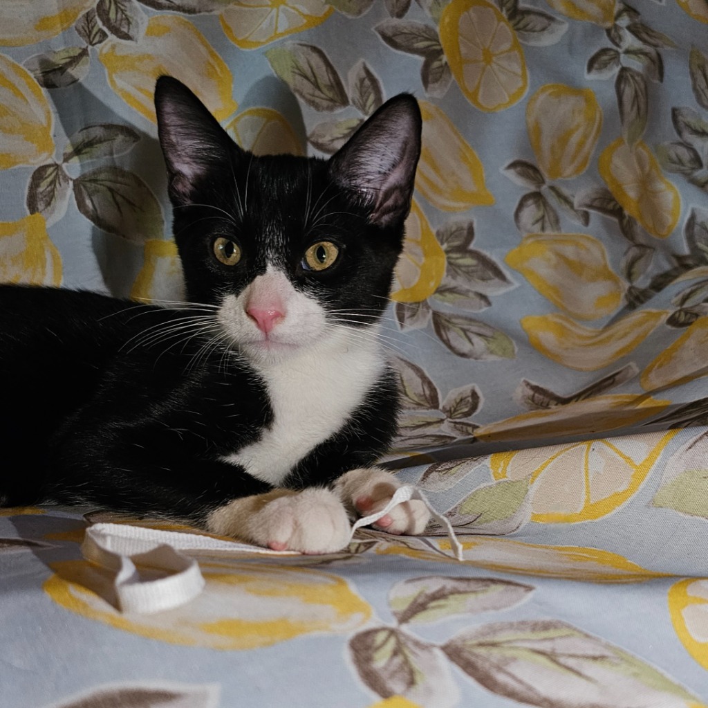 Octavius - Male Domestic Short Hair (DSH) Cat in QLD - PetRescue