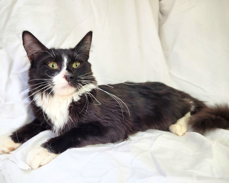 Jaxson 🖤 - Male Domestic Long Hair (DLH) Cat in QLD - PetRescue