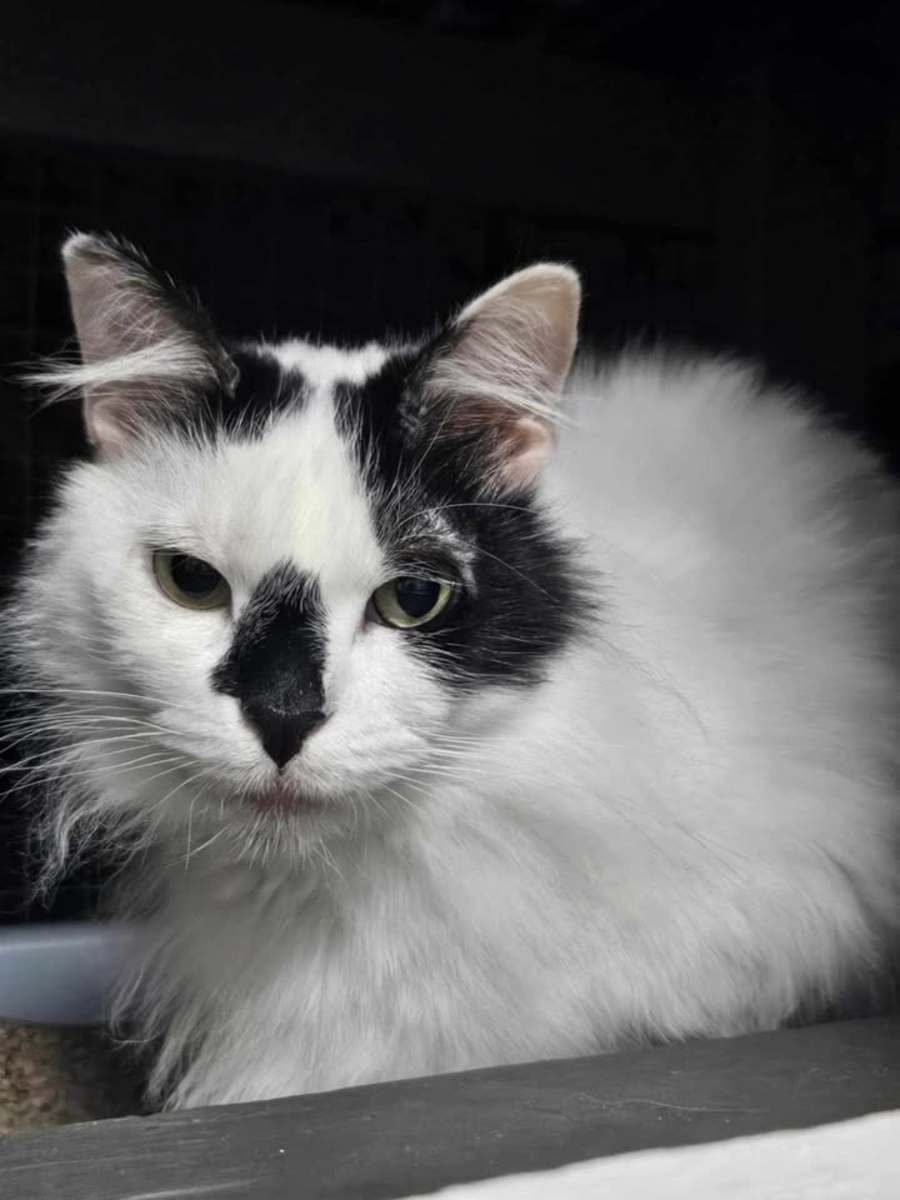 Oreo - Male Turkish Angora Mix Cat in VIC - PetRescue