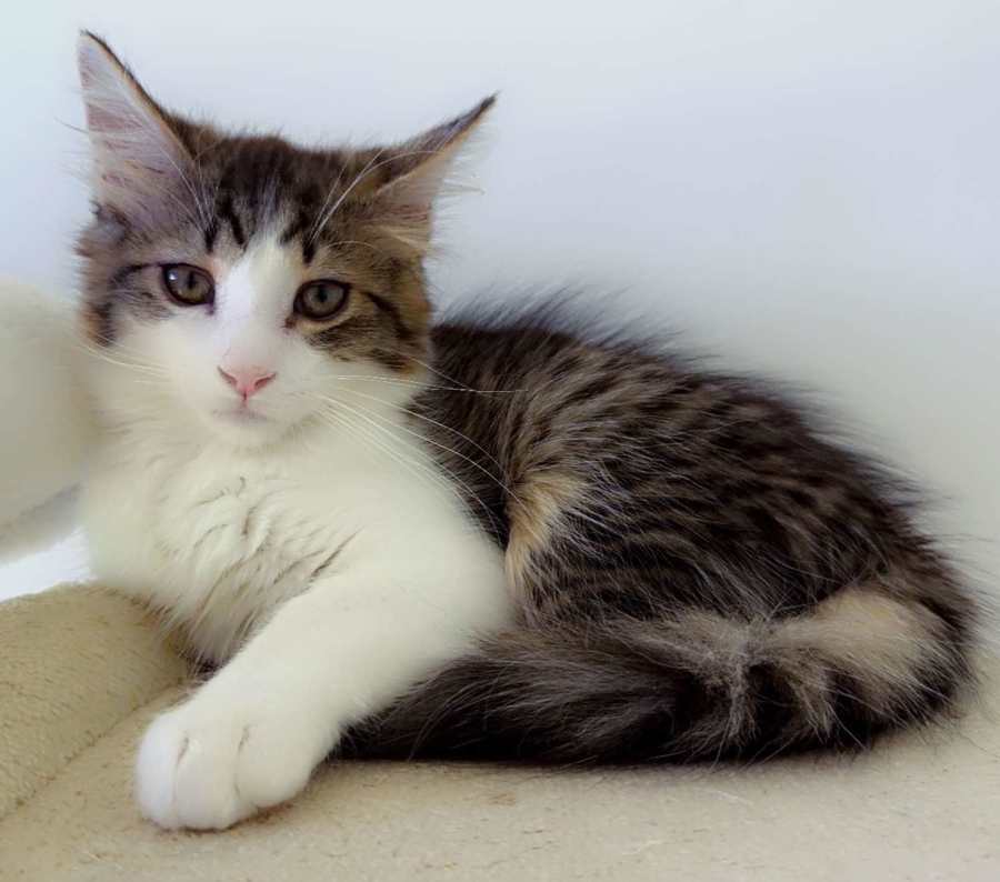 Ares - Male Domestic Medium Hair (DMH) Cat in NSW - PetRescue