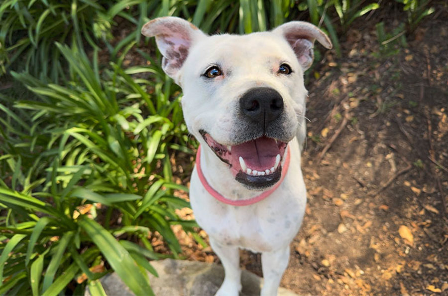 Cheeky - Medium Female Staffordshire Bull Terrier Dog in NSW - PetRescue