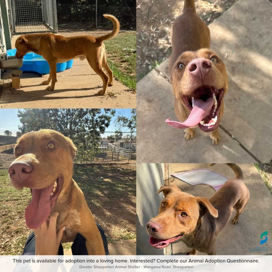 Hudson - Medium Male Staffordshire Bull Terrier Mix Dog in VIC - PetRescue