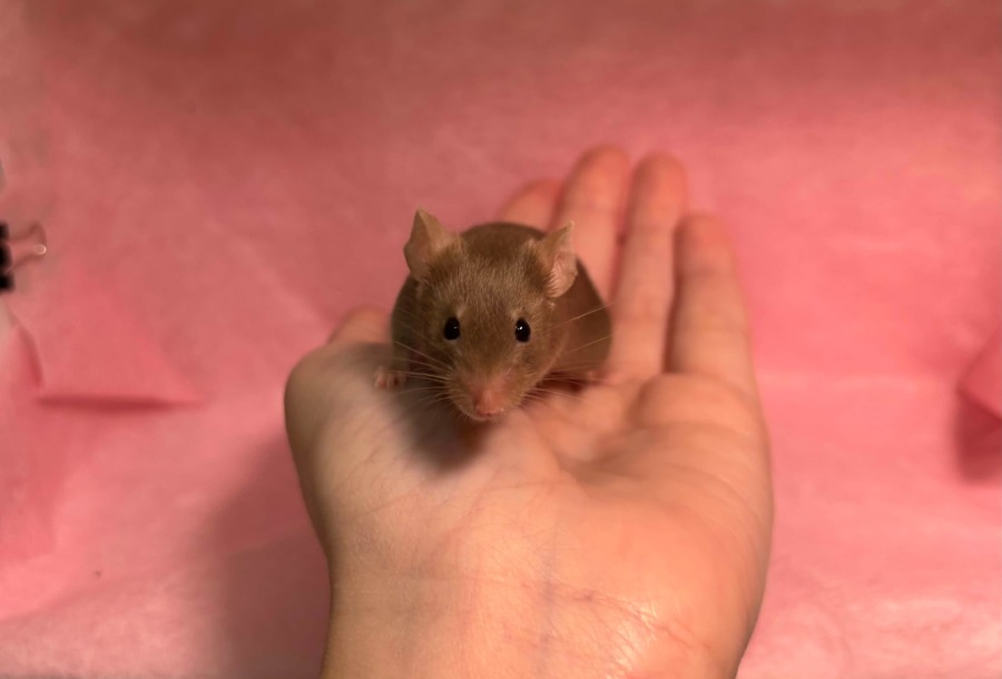 Velvet - Male Mouse in VIC - PetRescue