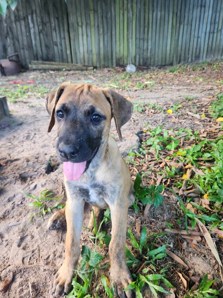 Scout - Medium Female Mixed breed Dog in QLD - PetRescue