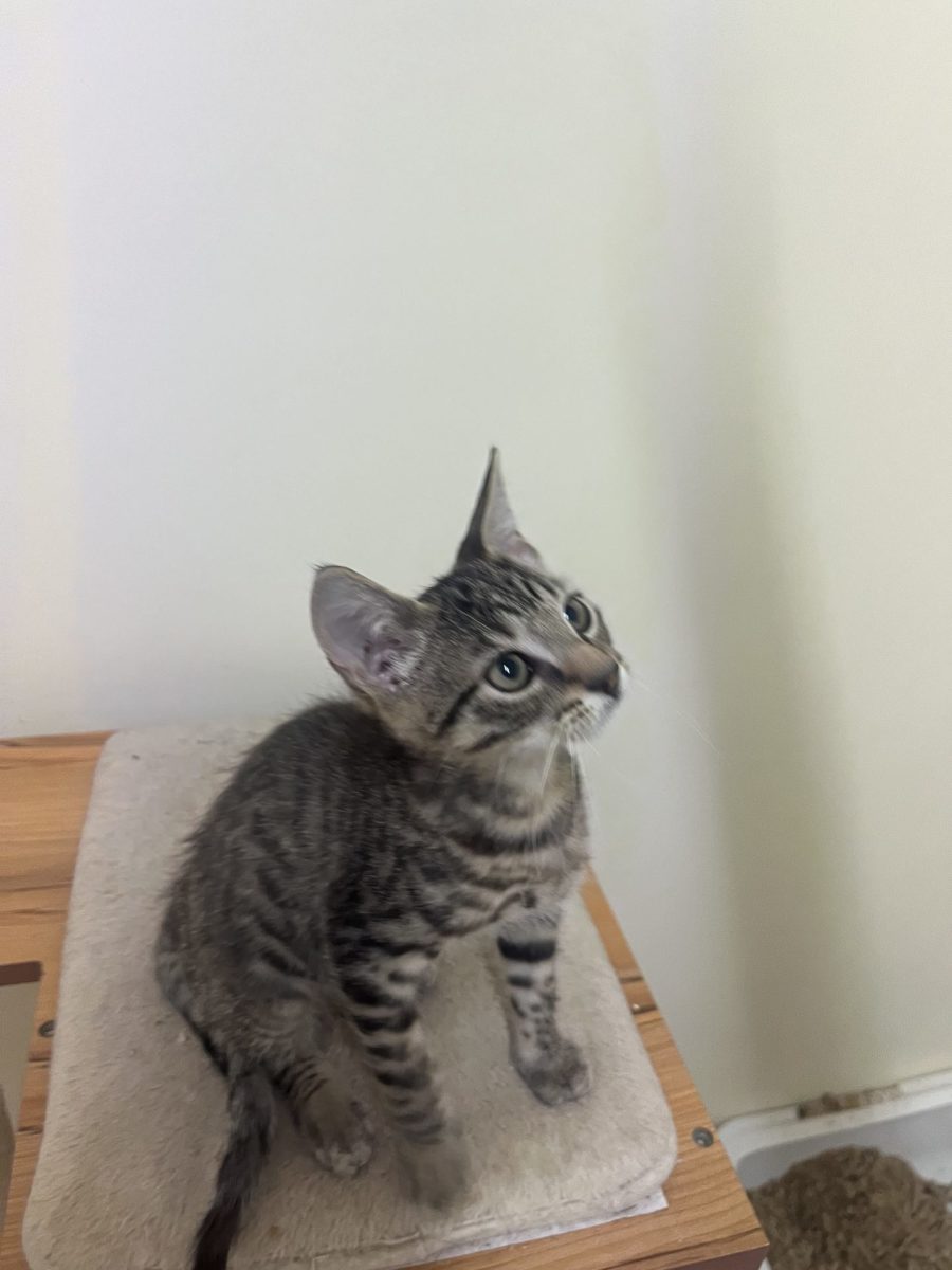 Tiger - Male Domestic Short Hair (DSH) Cat in NSW - PetRescue