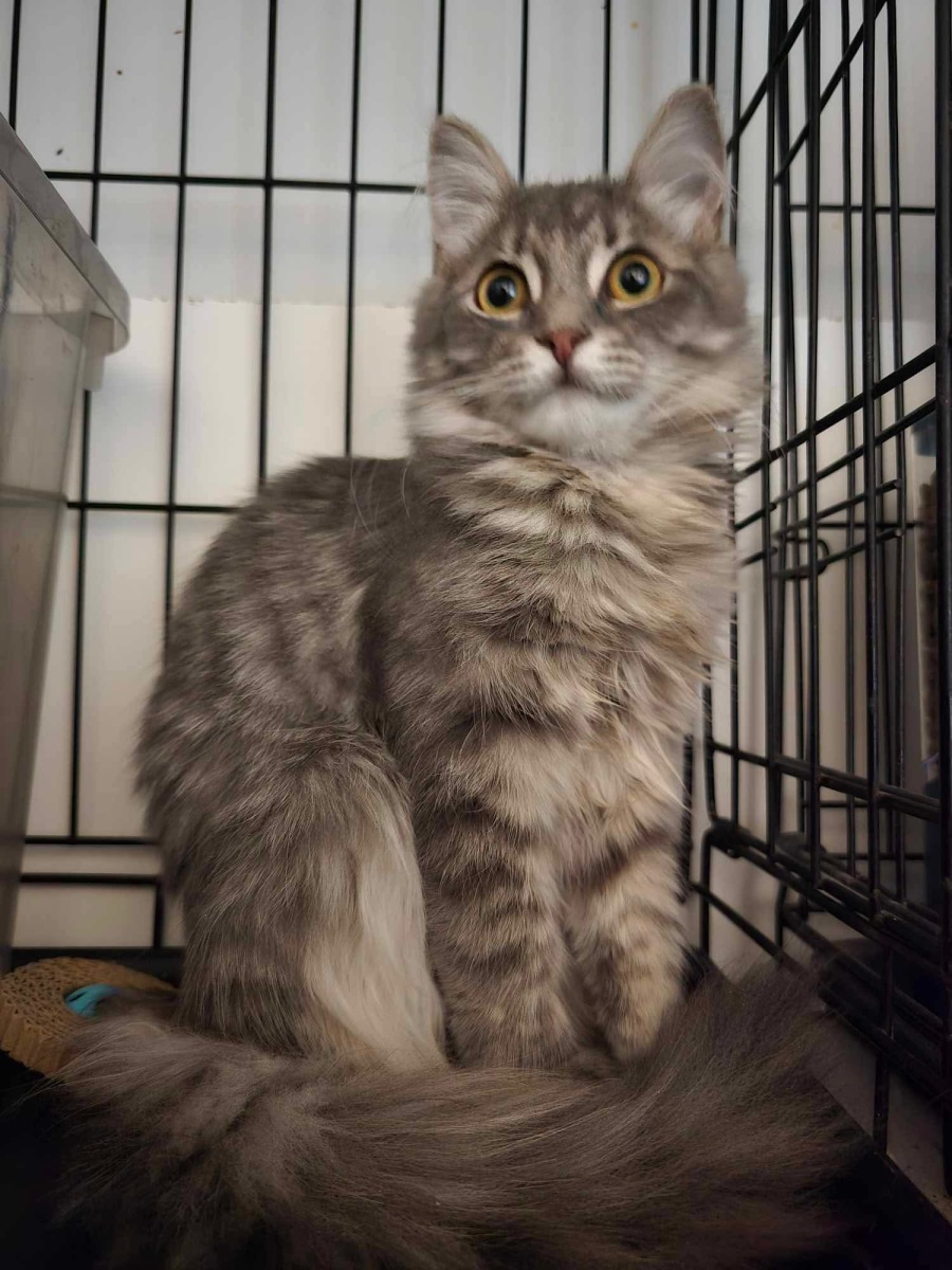 Aurora - Female Domestic Long Hair (DLH) Cat in VIC - PetRescue