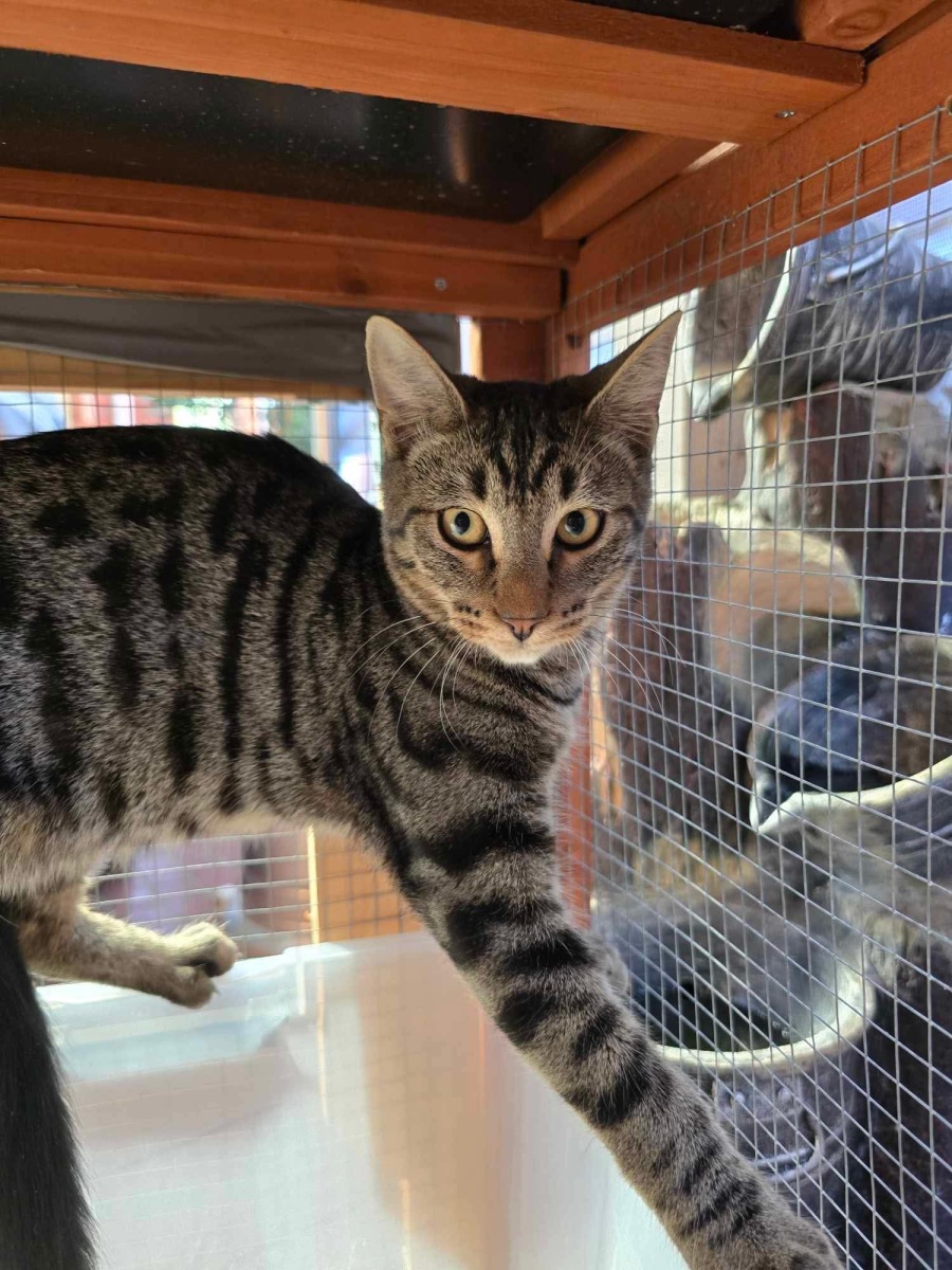 Jimbo - Male Domestic Short Hair (DSH) Cat in VIC - PetRescue
