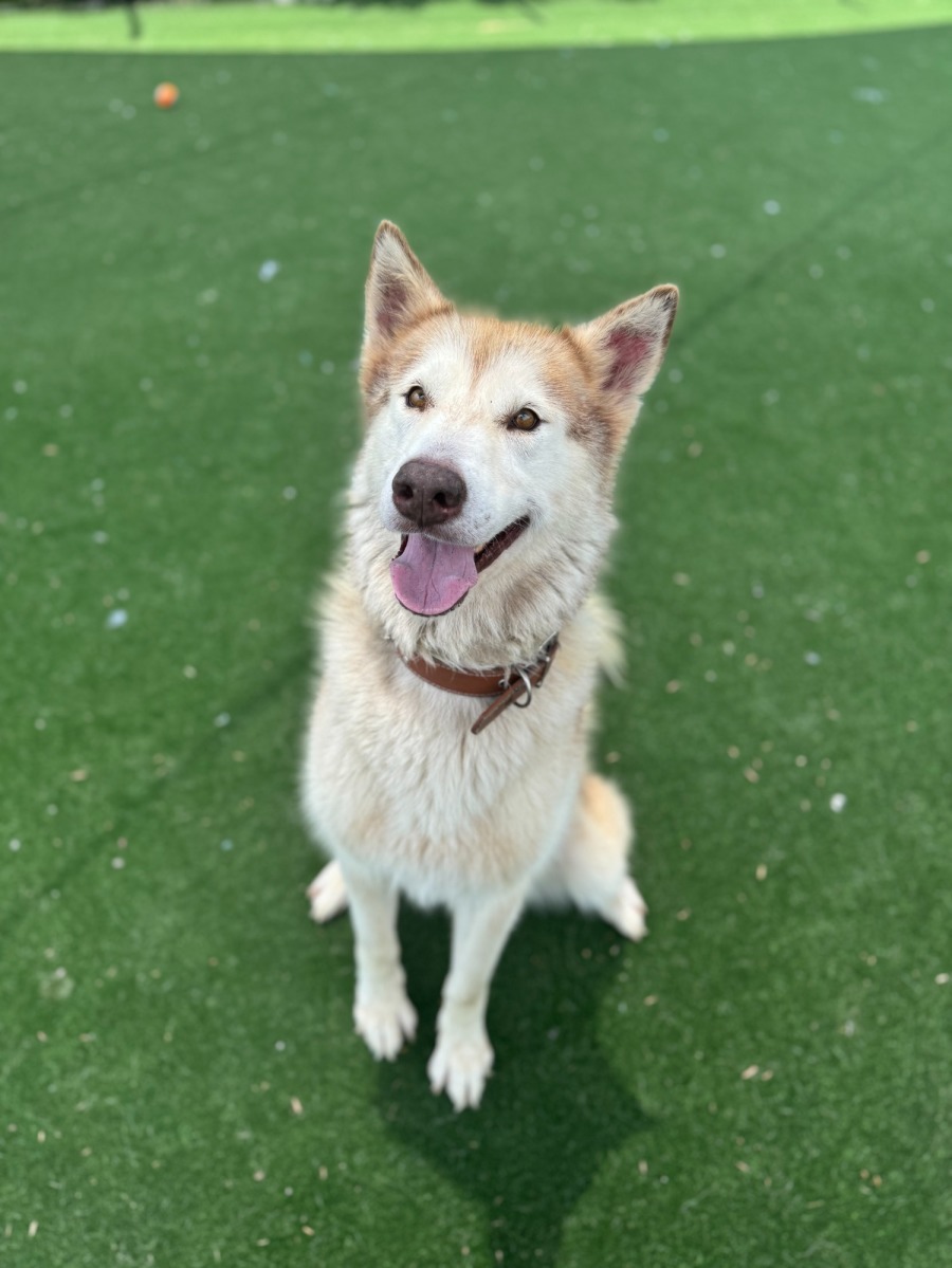 Meeka imp 204 - Large Female Siberian Husky Dog in NSW - PetRescue