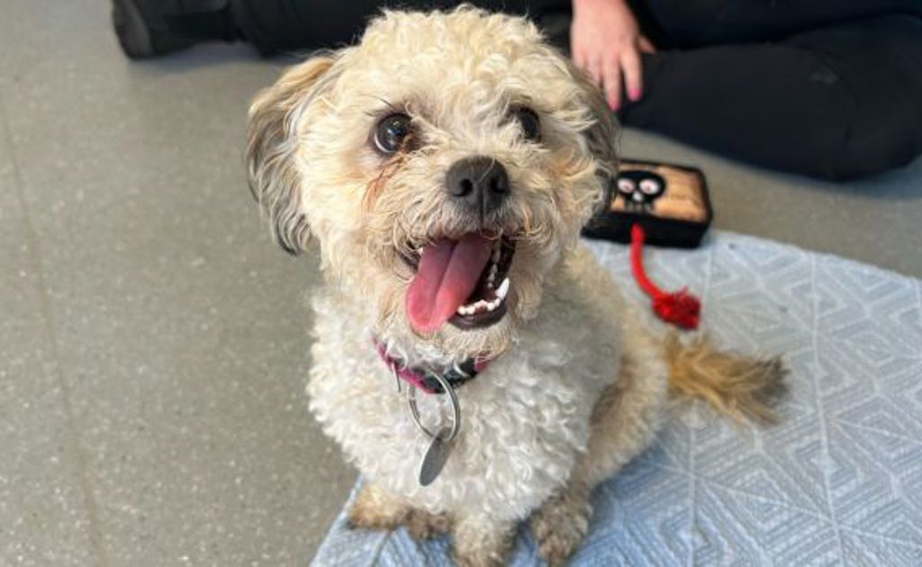 Momo - Small Female Maltese Mix Dog in VIC - PetRescue