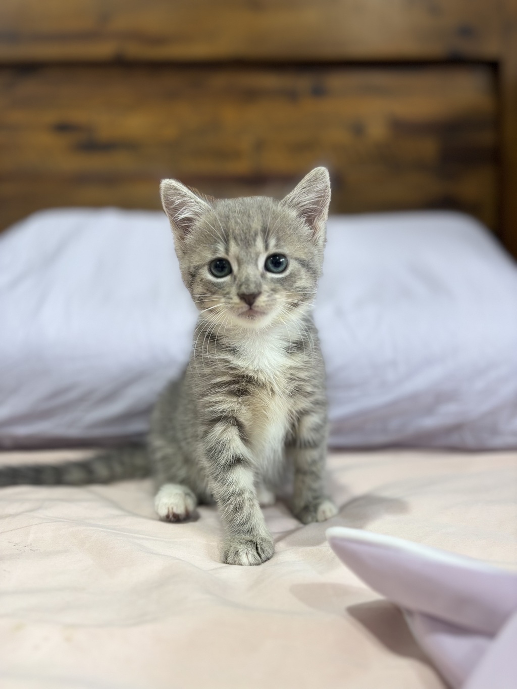 Nancy - Female Domestic Short Hair Mix Cat in QLD - PetRescue